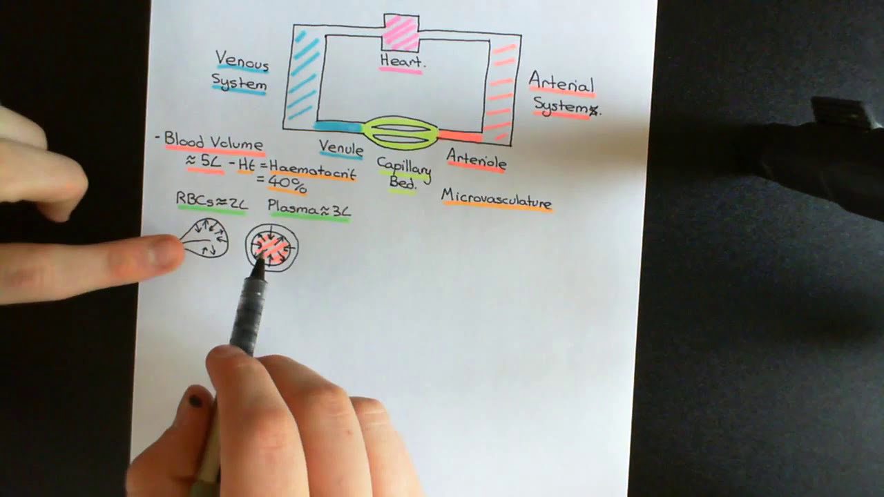 Control of Blood Pressure and Blood Volume Part 1 - YouTube
