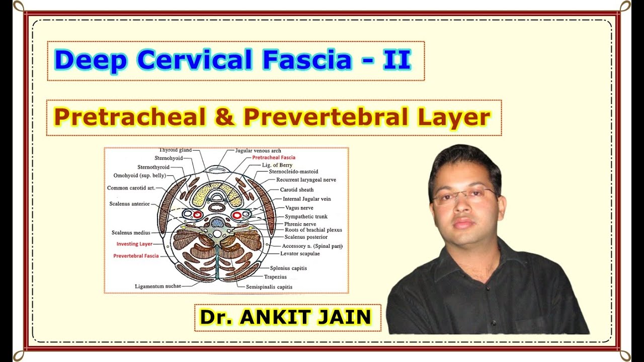 Deep Cervical fascia - II (Pretracheal & Prevertebral Layer)/ Anatomy ...