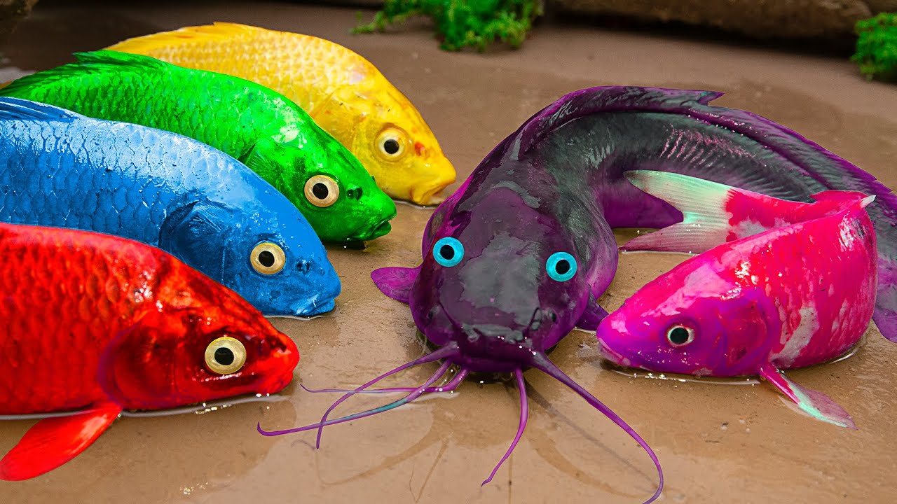 Stop Motion Asmr Amazing Yellow Carp, Catfish, Octopus And Motorbikes ...