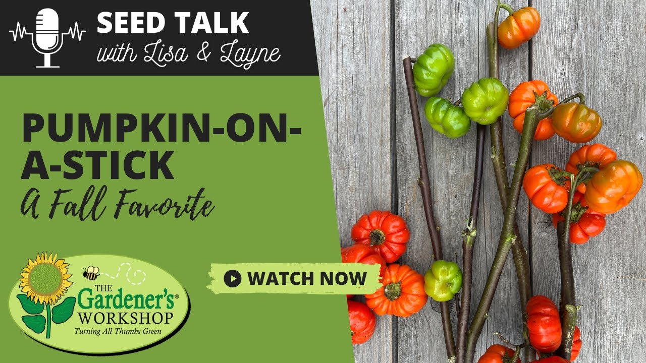 Seed Talk #113 - Pumpkin-on-a-Stick - A Fall Favorite - YouTube