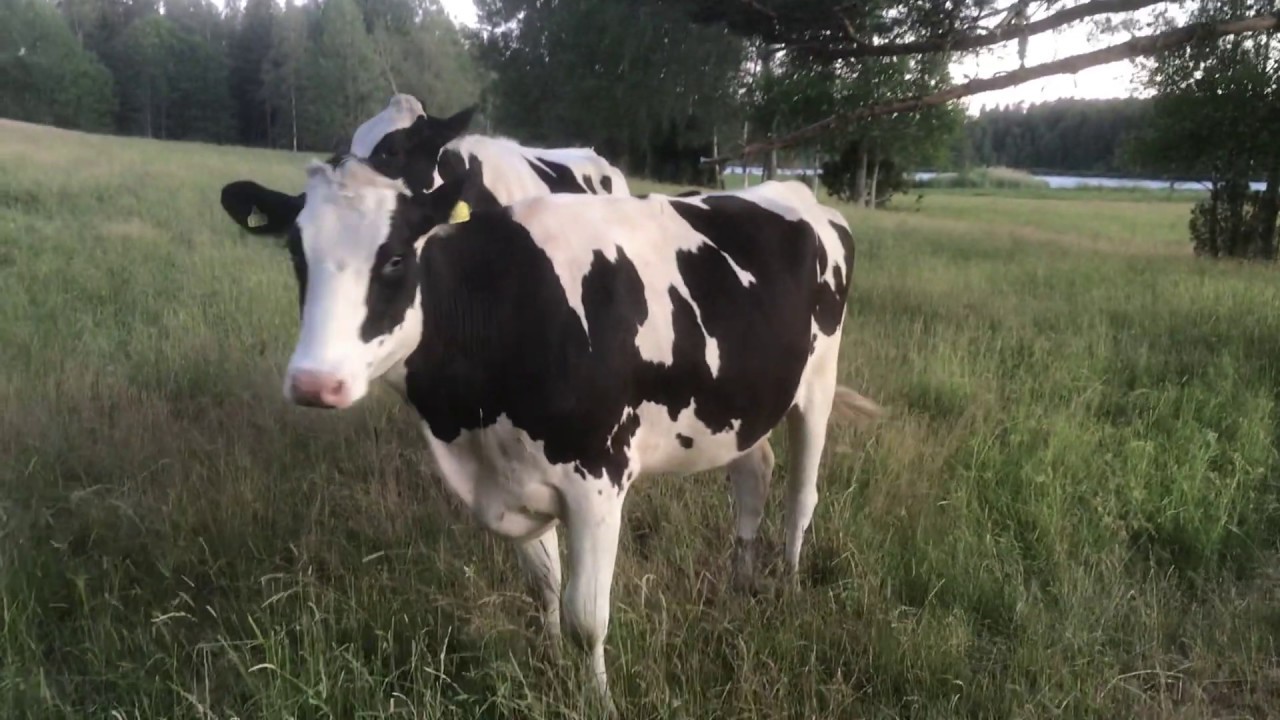 Skuttande kossor - YouTube