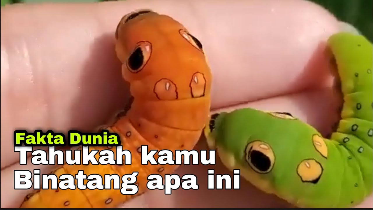 Hal-hal aneh di dunia ini jarang diketahui - YouTube