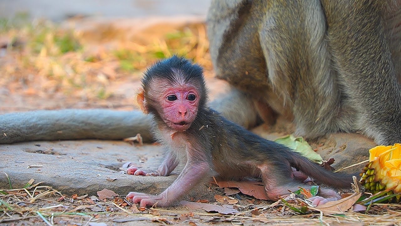 That's How Baby MEEKO Is Cared When She Just Was Born - YouTube