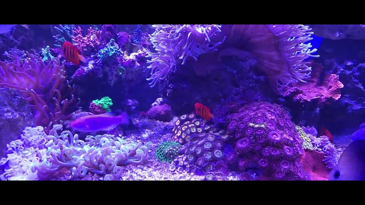 Flame angel harem, Goldflake angel, mystery wrasse, pintail, and orange ...