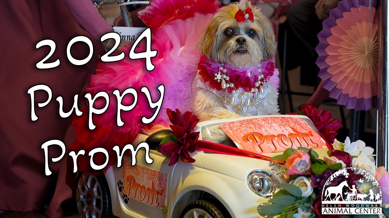 A Decade of Dapper Dogs Celebrated at Puppy Prom - YouTube