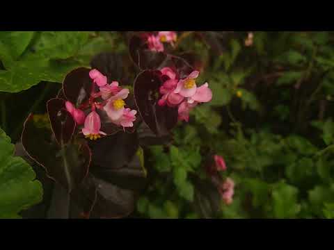 MOV Flower || Original Video with Sony Xperia 1 ii Full HD 60 fps Free ...