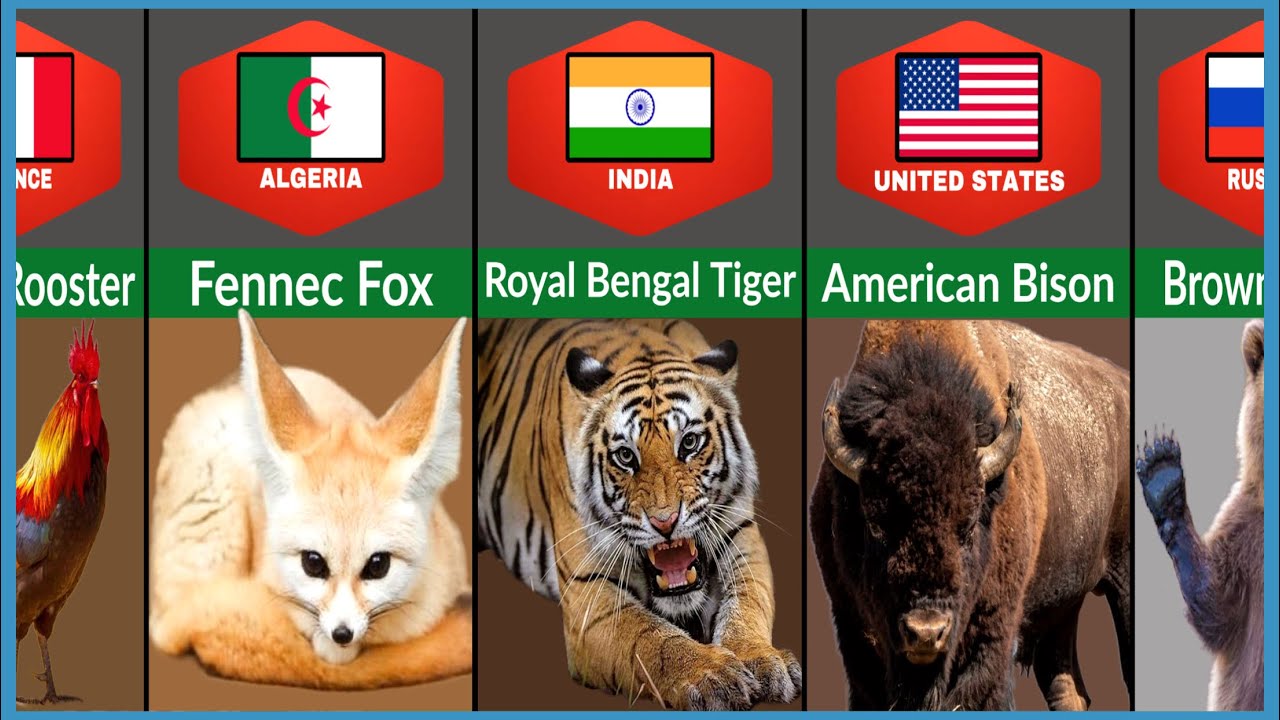 National Animals From Different Countries - YouTube