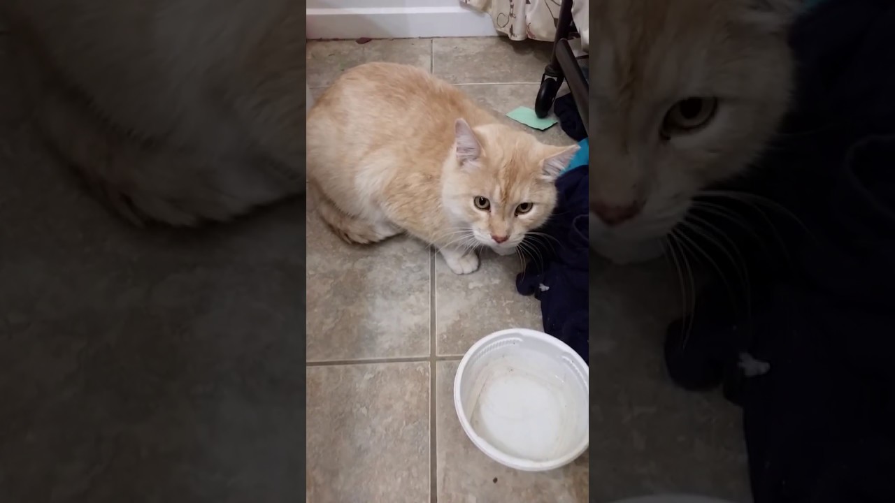 Feral Cat Taming Video 1 - YouTube