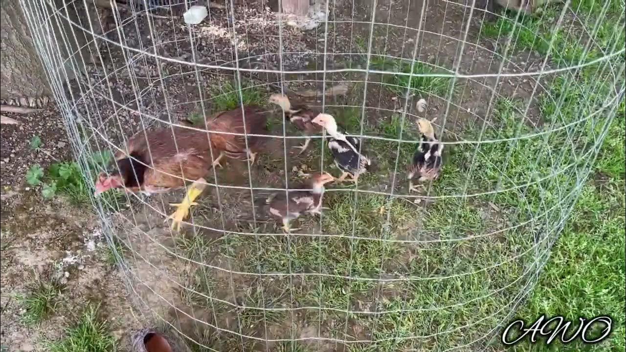 Me nyuam Qaib Samba - YouTube