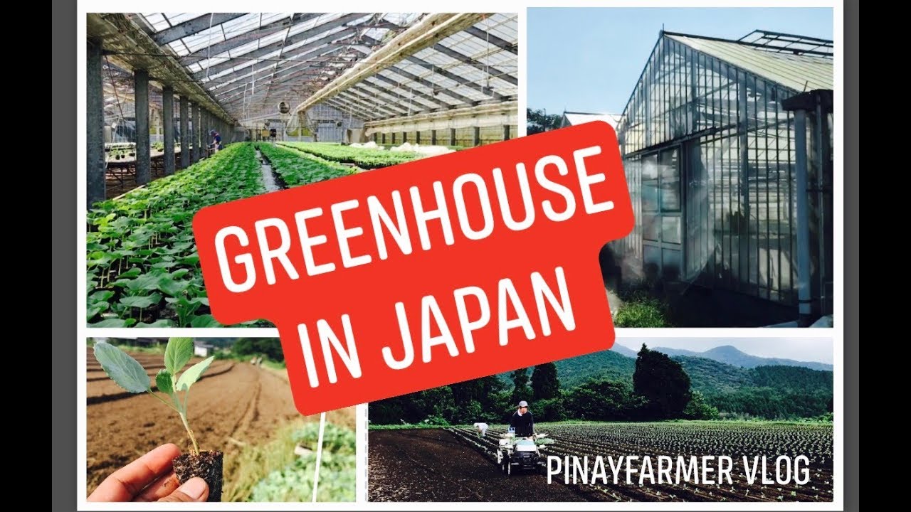 Greenhouse in Japan | Amazing Japan Agriculture Technology ...