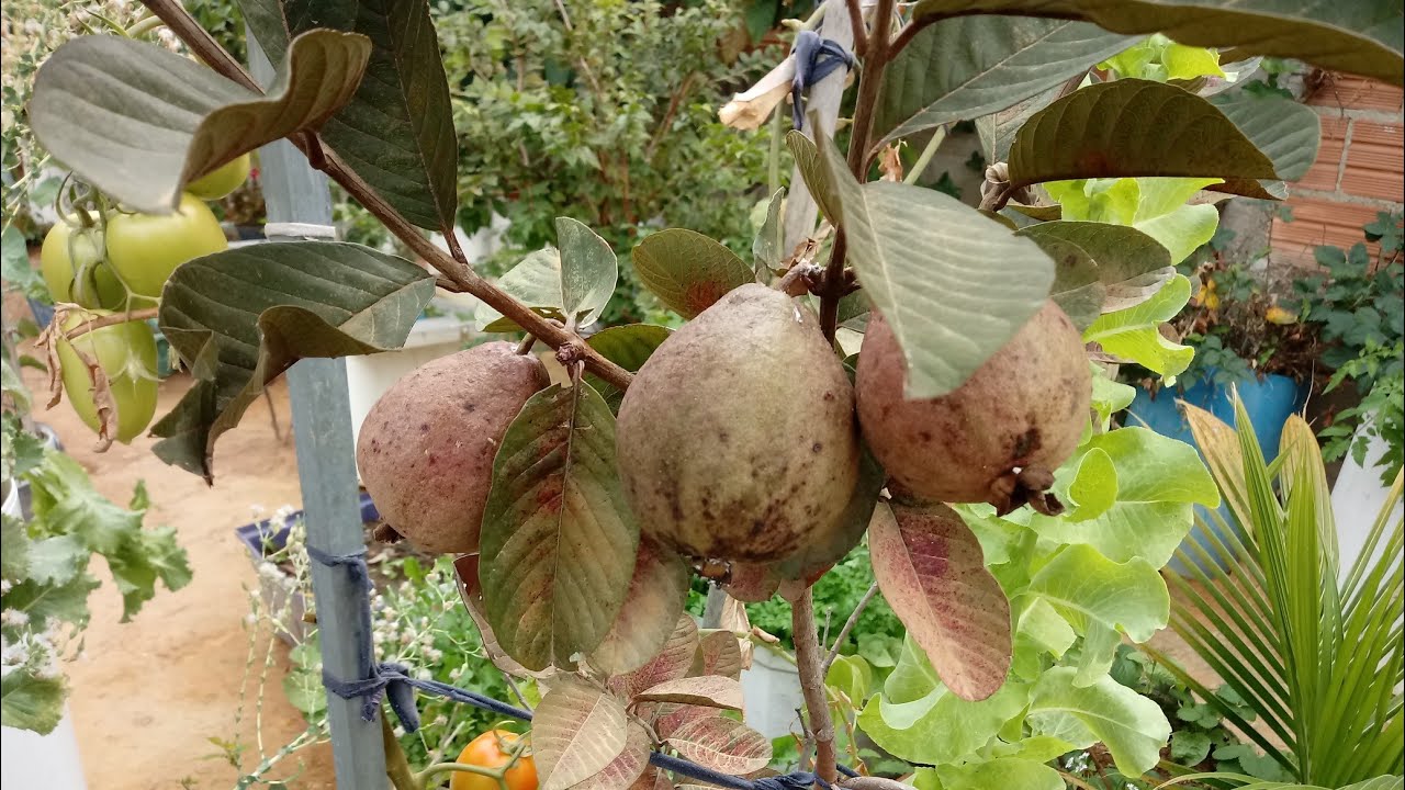 Conheça a goiaba roxa - YouTube