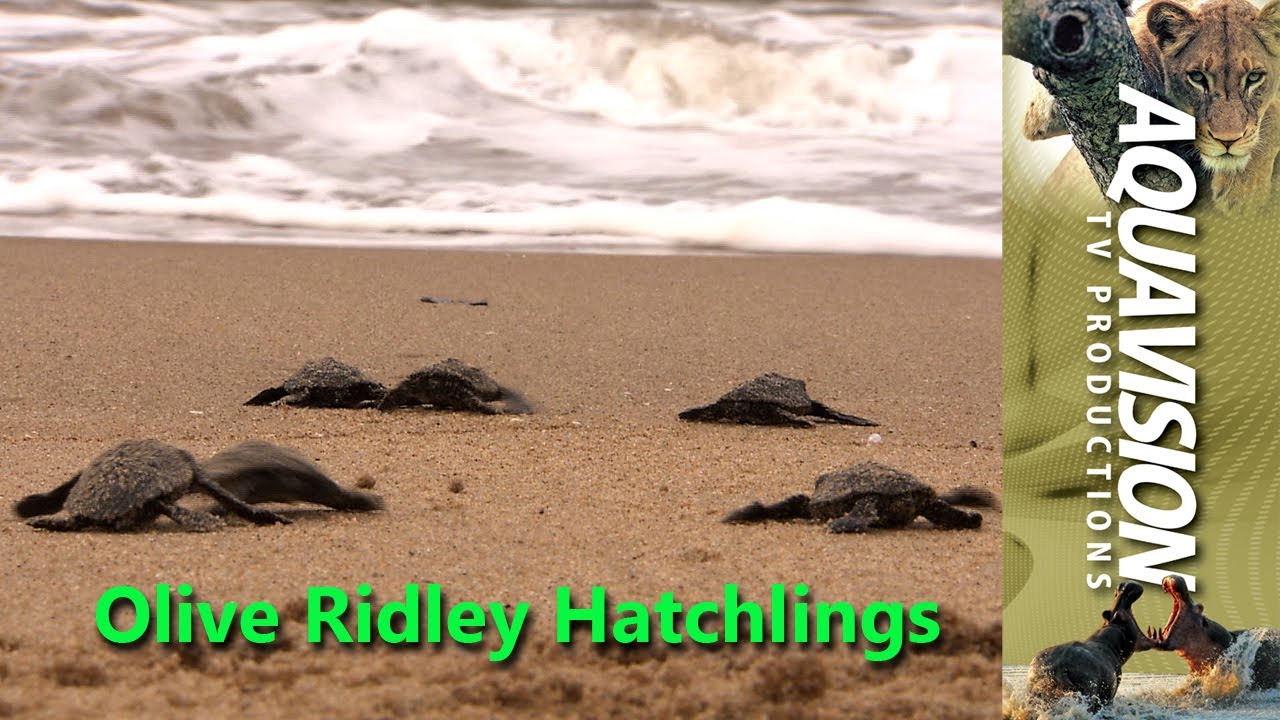 Olive Ridley Sea Turtle Hatchlings 🐢 #seaturtles #seaturtle - YouTube
