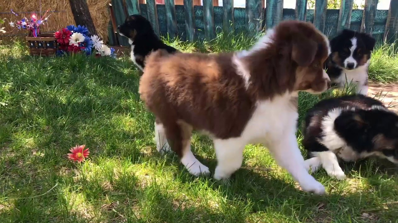 Mini Aussie Puppies | COLOR COUNTRY AUSSEIS - YouTube