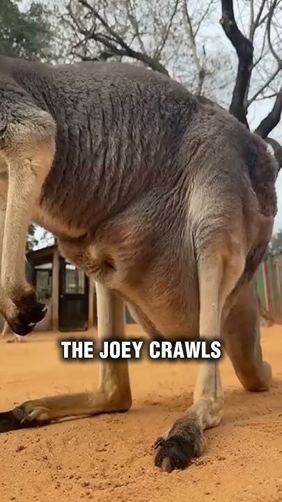 Where Do Kangaroos Keep Their Babies? 🍼🦘 - YouTube