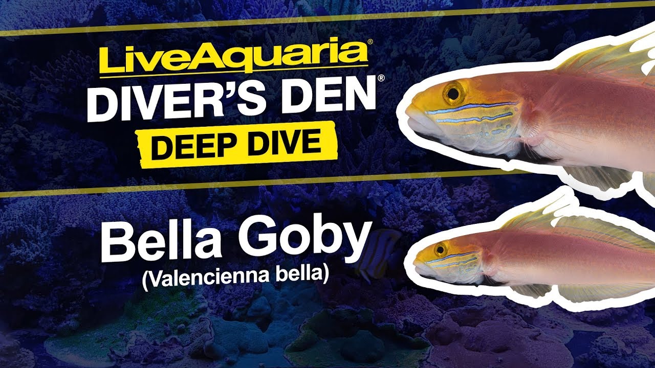 LiveAquaria® Diver’s Den® Deep Dive: Bella Goby (Valencienna bella ...