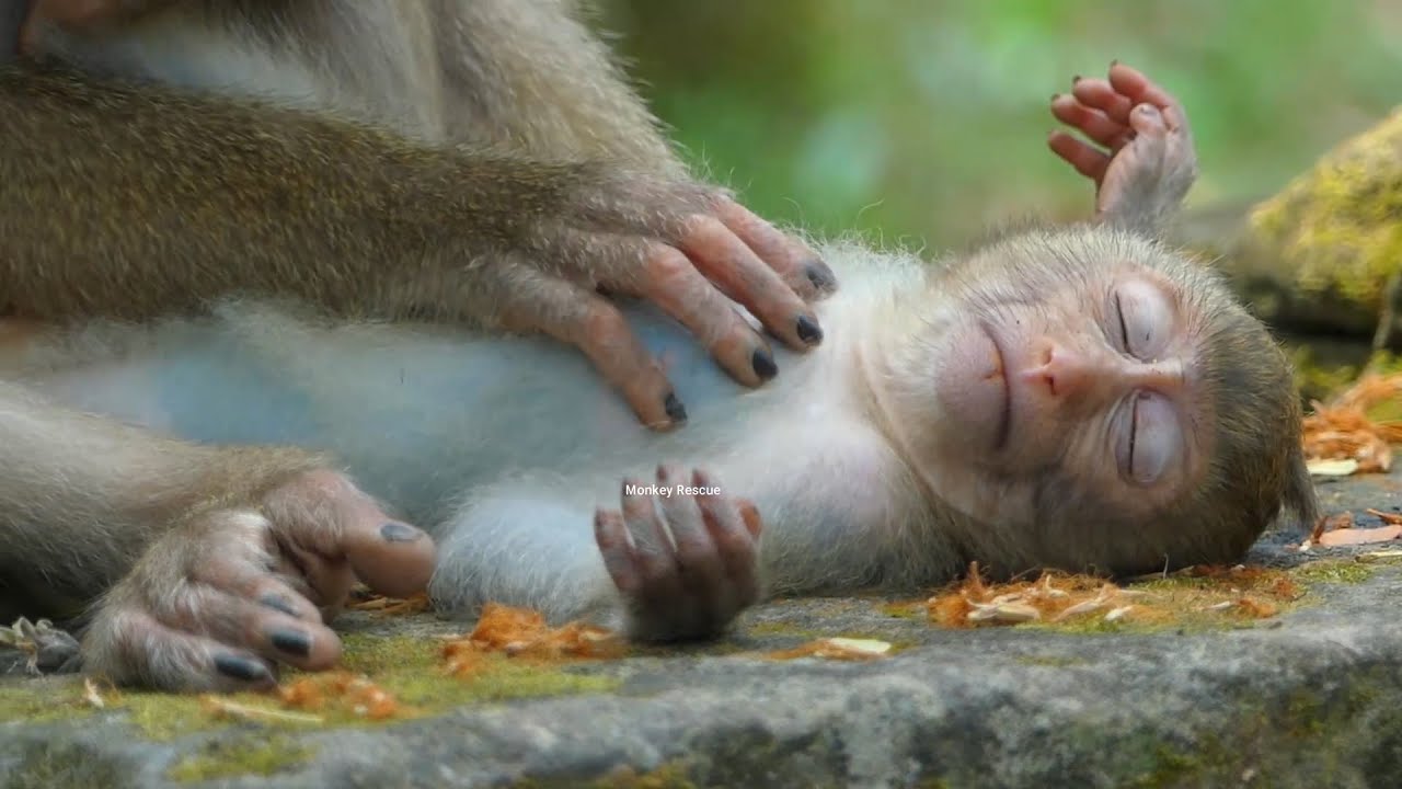 OH WOW!.. Really adorable Rainbow sleeping well on rock, Sweet Libby ...