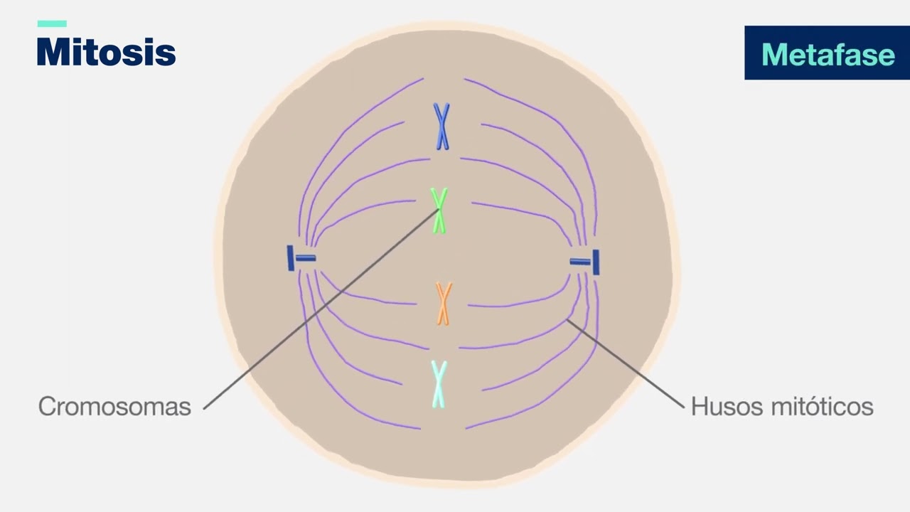 Diagrama De Las Etapas De La Mitosis