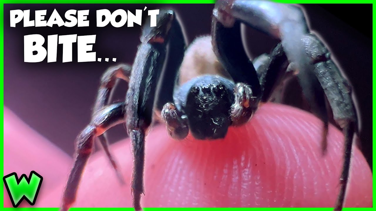 The VENOMOUS Spider You've Never Heard Of - The Primitive Hunting ...