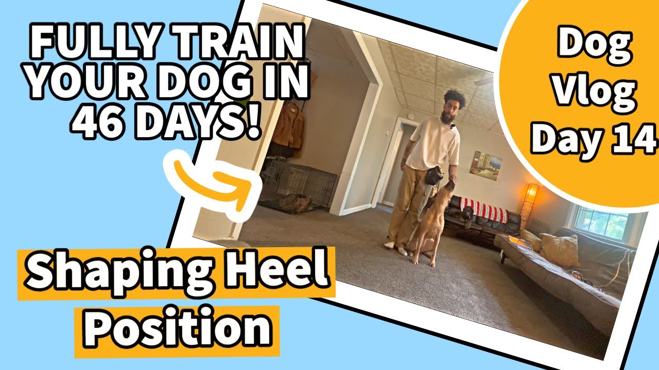 Shaping Heel Position - Dog Vlog Day 14 - YouTube