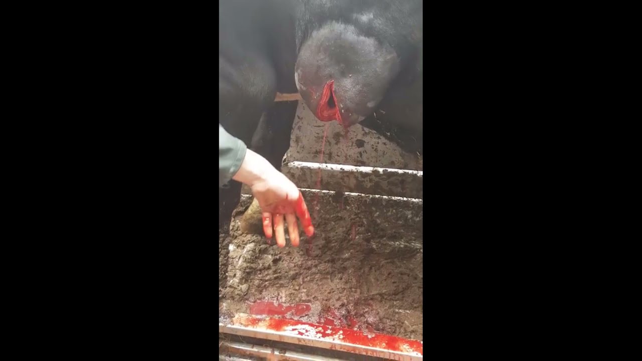 #SHORT DRAINING A COWS CYST ABSCESS PUSS - YouTube