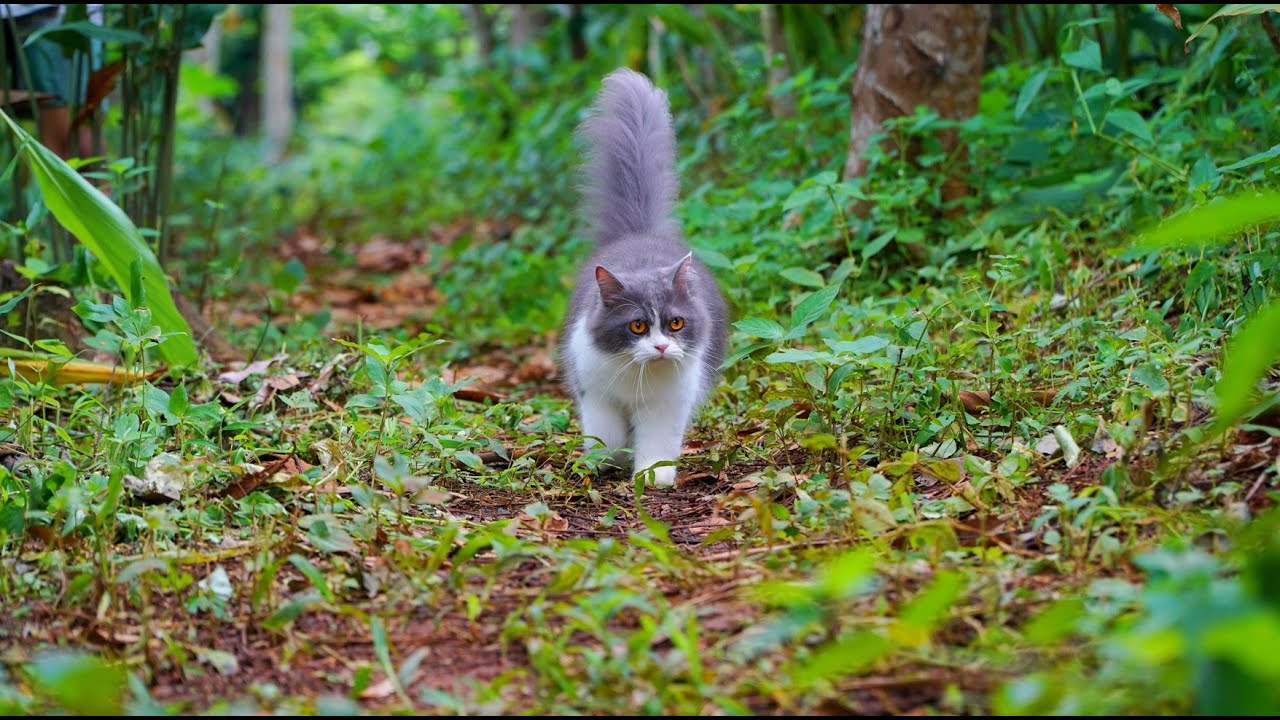Cute Cat Adventures in the Forest - YouTube