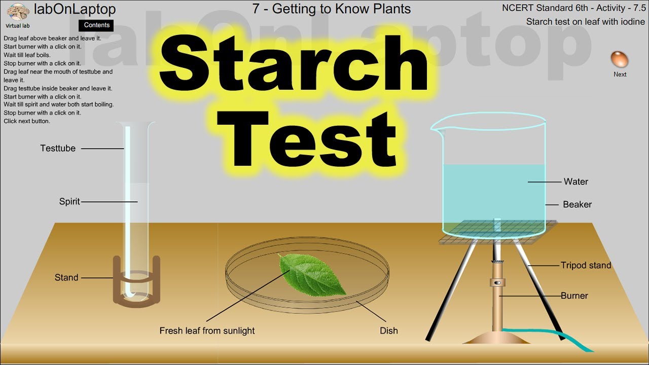 NCERT Class 6th Activity 7.5 | Getting To Know Plants | Starch Test ...