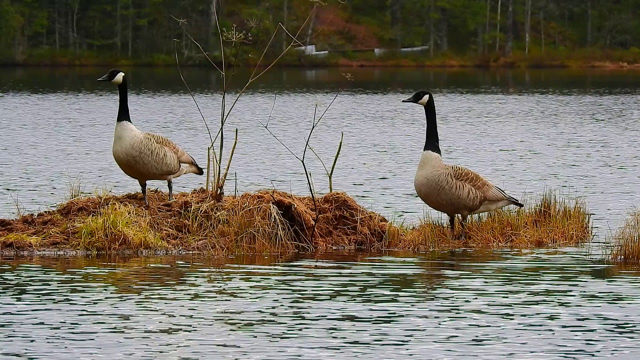 Canadian geese nesting in Finland - YouTube