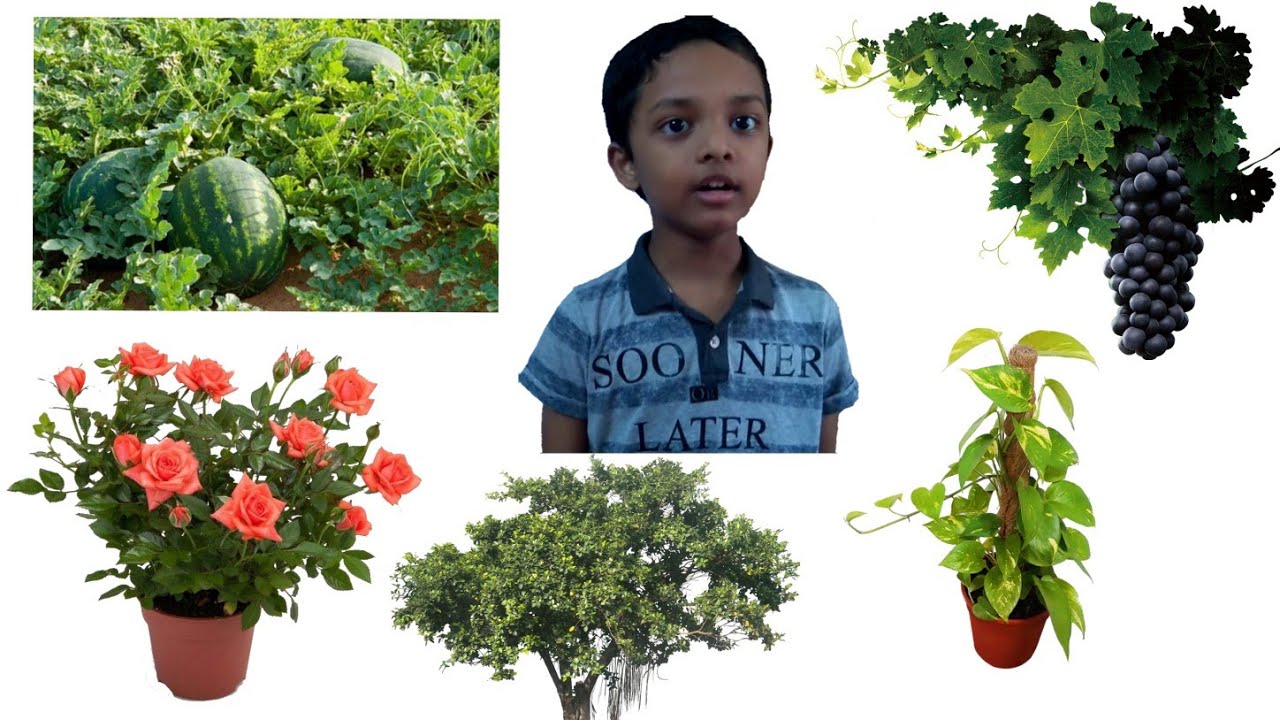 Types of plants with examples explained - YouTube