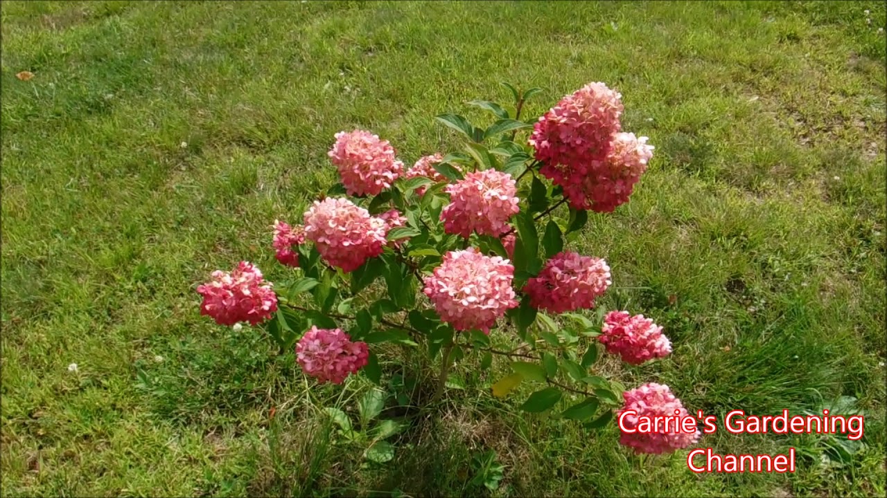 Pinkachu Hydrangea, Color Changing Hydrangea - YouTube