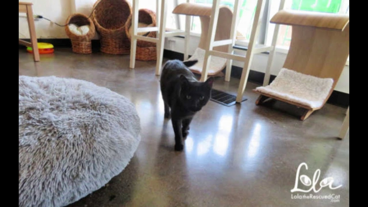 Catfe Lounge Ferndale, MI (part 2) - YouTube