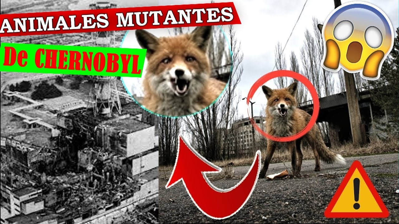 ANIMALES MUTANTES🐕☣️ de CHERNOBYL⚠️ afectados por la PLANTA NUCLEAR☢️ ...