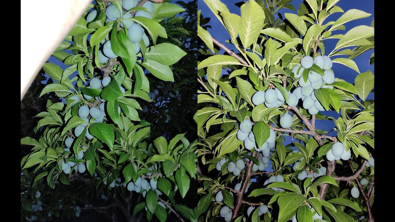 Tăierile in verde la prun și prezentam un îngrășământ foliar foarte ...