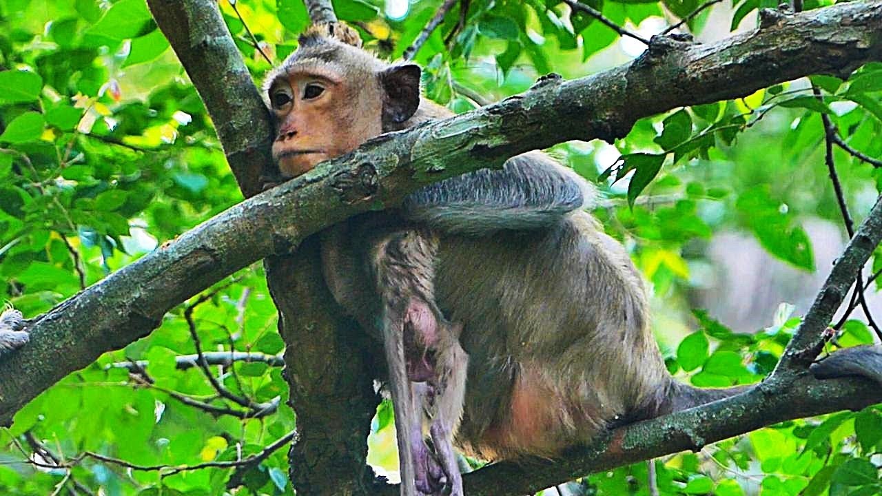 First baby monkey for young mother to give birth but he died quickly ...