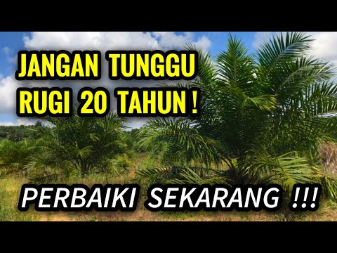 5 Kesalahan Fatal Kebun Sawit Pemula yang Bikin Rugi di Masa Depan