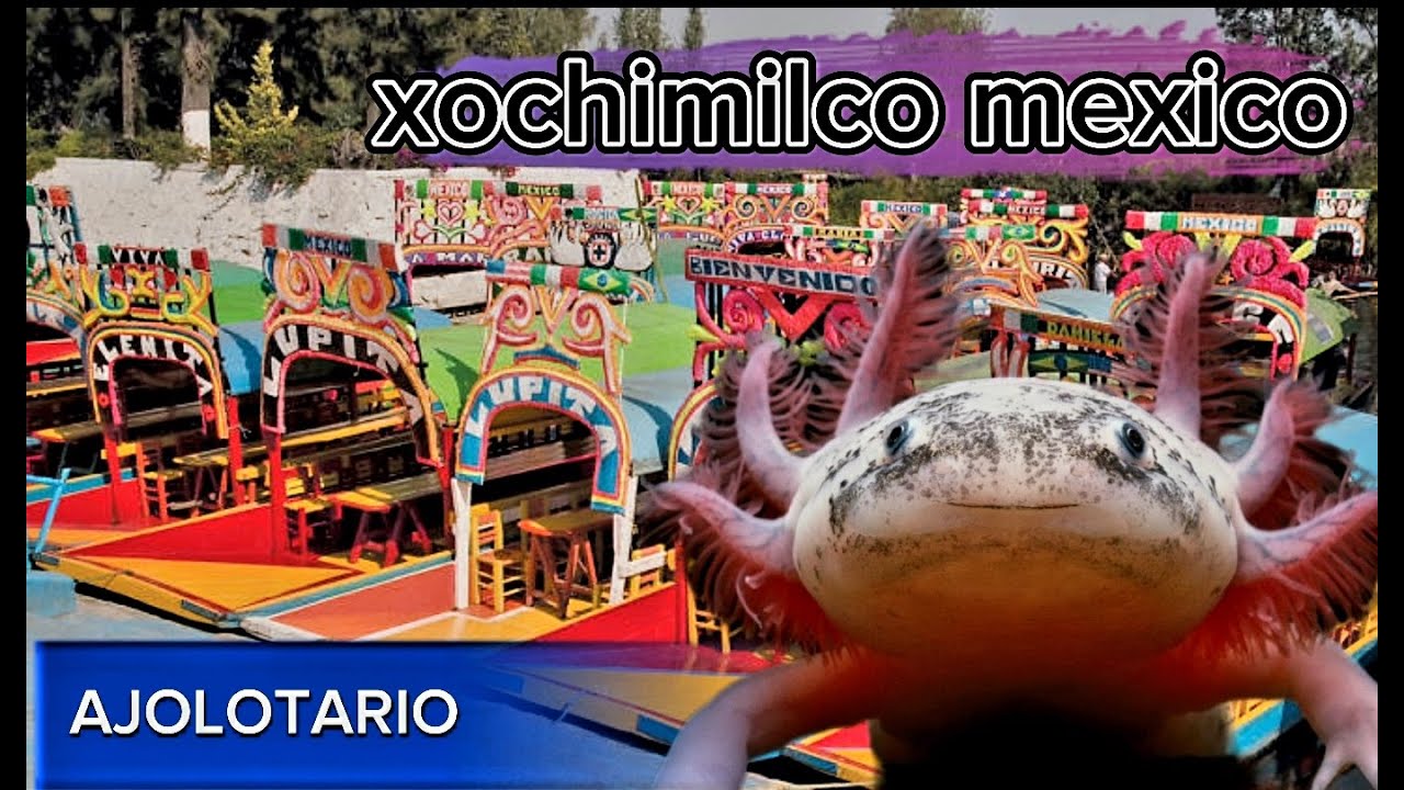como es el ajolote de xochimilco - YouTube