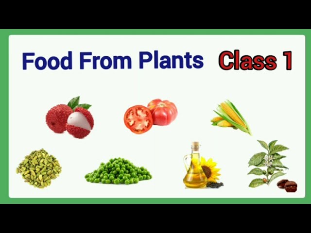 Images Of Food We Get From Plants Plant Based Protein Infographic