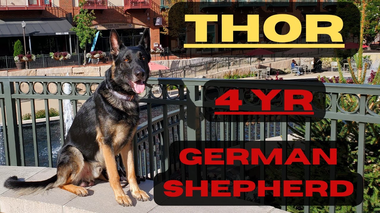 THOR | 4 YEAR OLD GERMAN SHEPHERD | OFF LEASH OBEDIENCE - YouTube