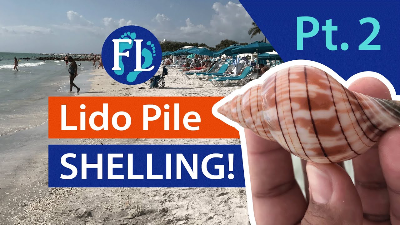 Lido Beach Dredge Pile Shelling, Pt. 2 of 2 #seashells #florida # ...