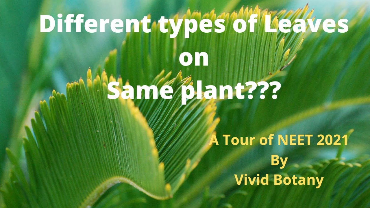 NEET 2021 Botany Solved Paper | Plasticity | Heterophylly - YouTube