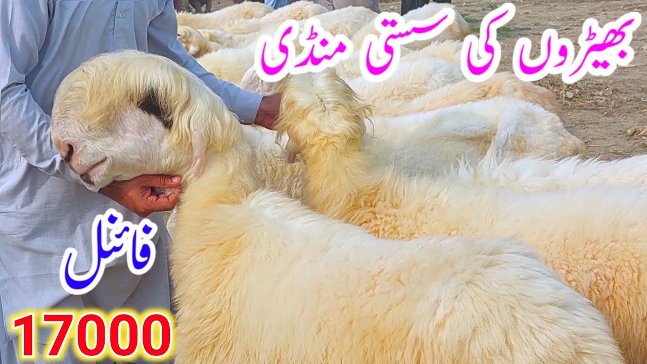 Sheep Mandi update Mundri Sheep farming Chaudhary Imran absolutely ...