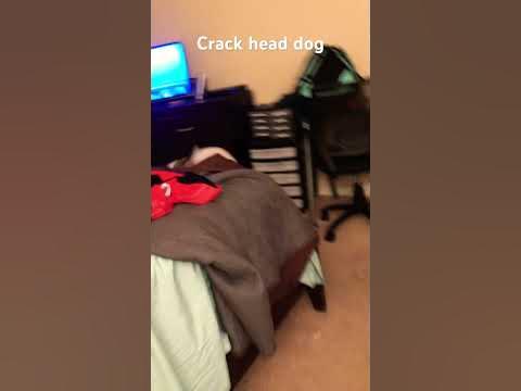 Crack head dog - YouTube