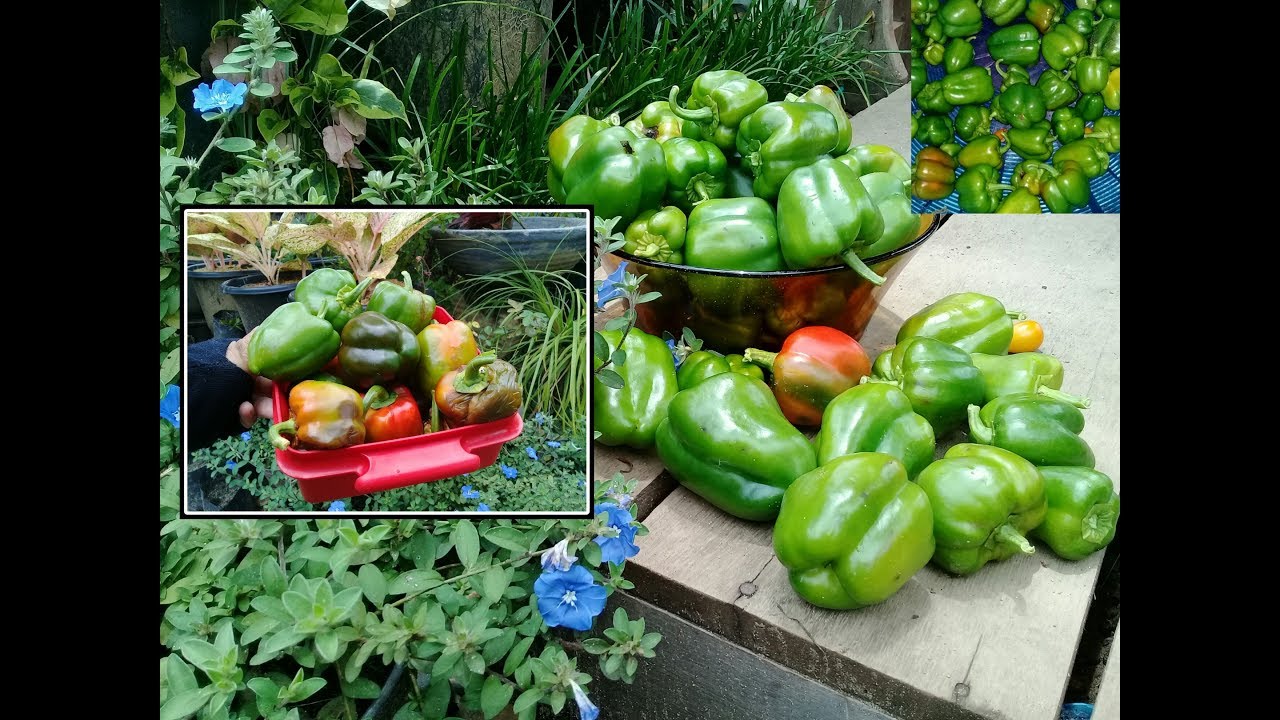 PANEN PAPRIKA DI MUSIM HUJAN BANYAK YANG BUSUK 😭 - YouTube
