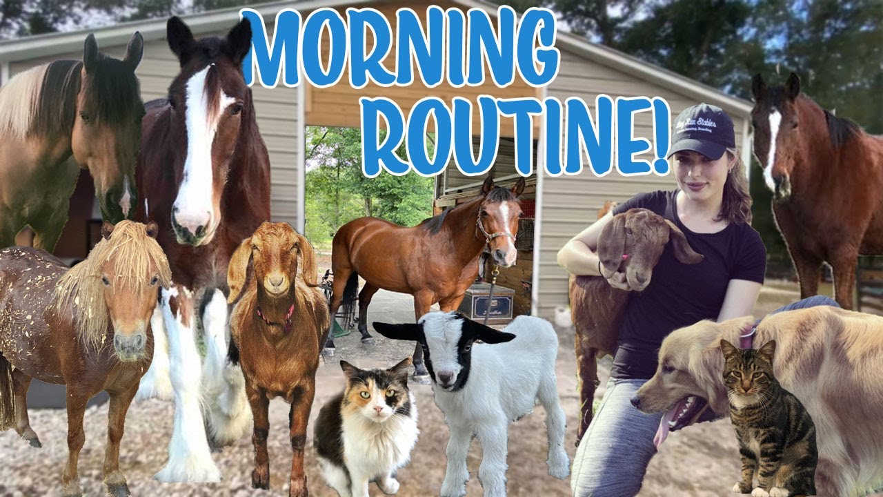 2020 Winter Morning Routine with 30+ Pets! | *SUPER CUTE ANIMALS* - YouTube