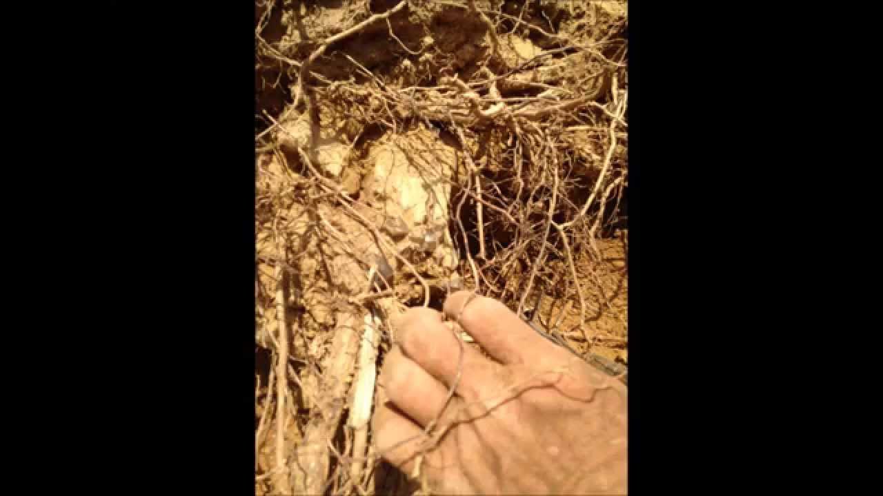 2014 World Championship Quartz Crystal Dig at Twin Creek Mine - YouTube