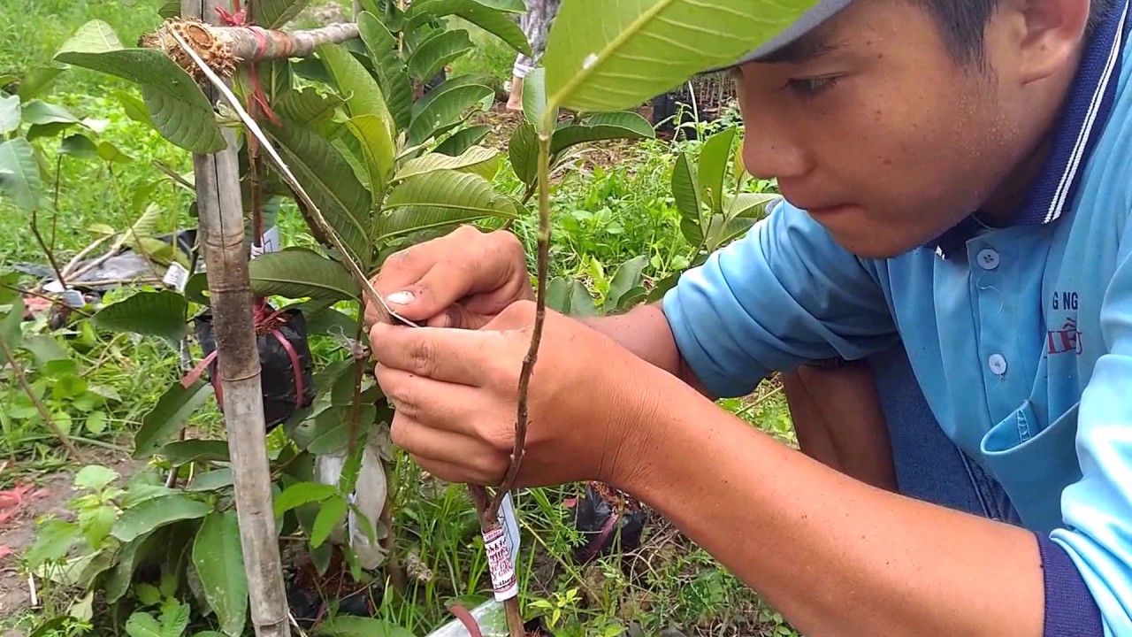 Grafting vs air layering techniques guava plants by hotboy - YouTube