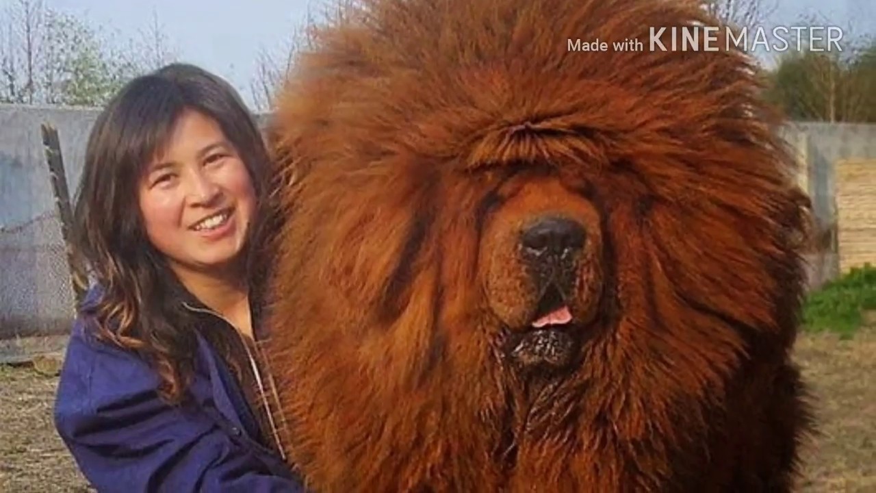 VOCE CONHECE O CACHORRO DE 1.000.000.000.000? - YouTube