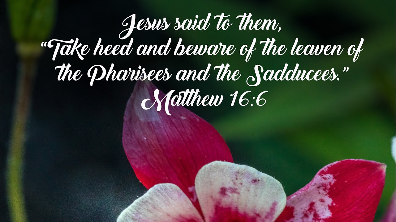 Matthew 16:6 #ytshorts #meditation #flower #flowers #bible #bibleverse ...