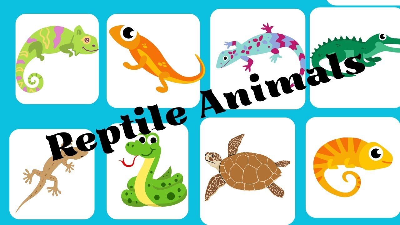 Reptiles Name in english || Learn all about reptiles || English ...