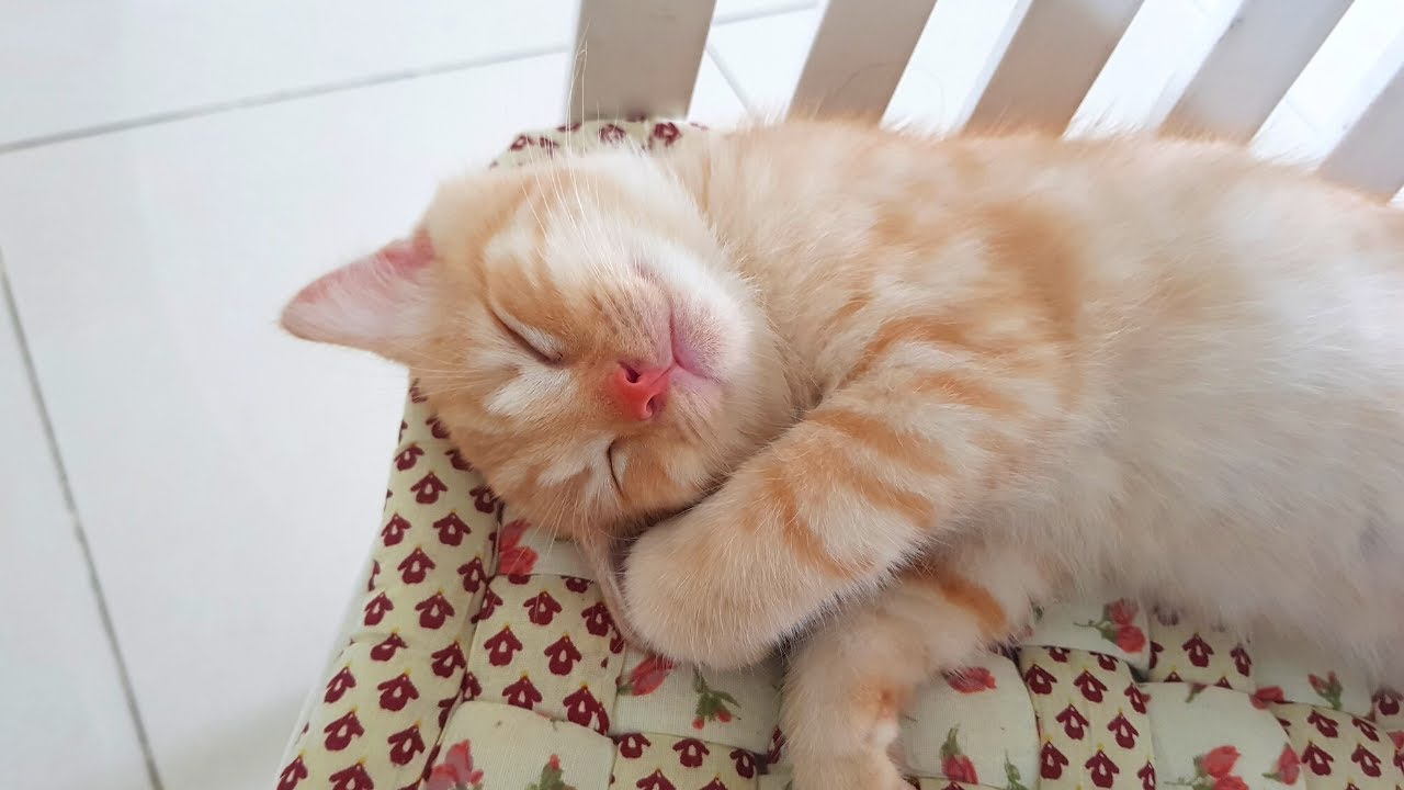 Kucing lucu |kucing comel makan,tidur dan main sehari? - YouTube