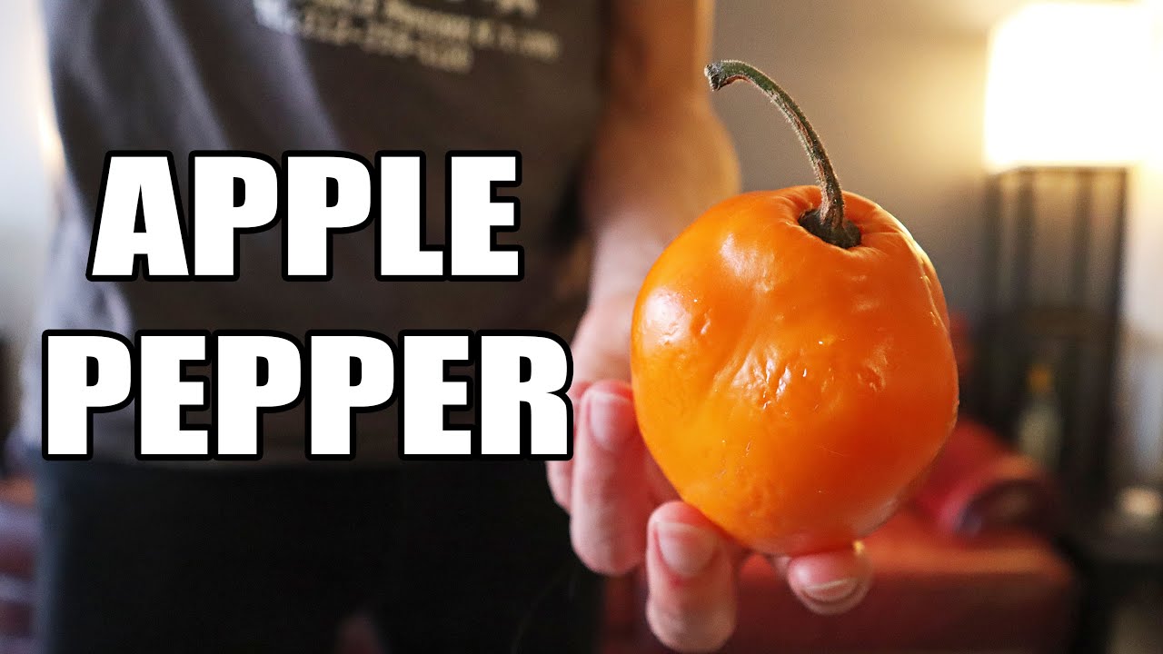 Apple Pepper (Capsicum pubescens) - Chili Reviews - YouTube